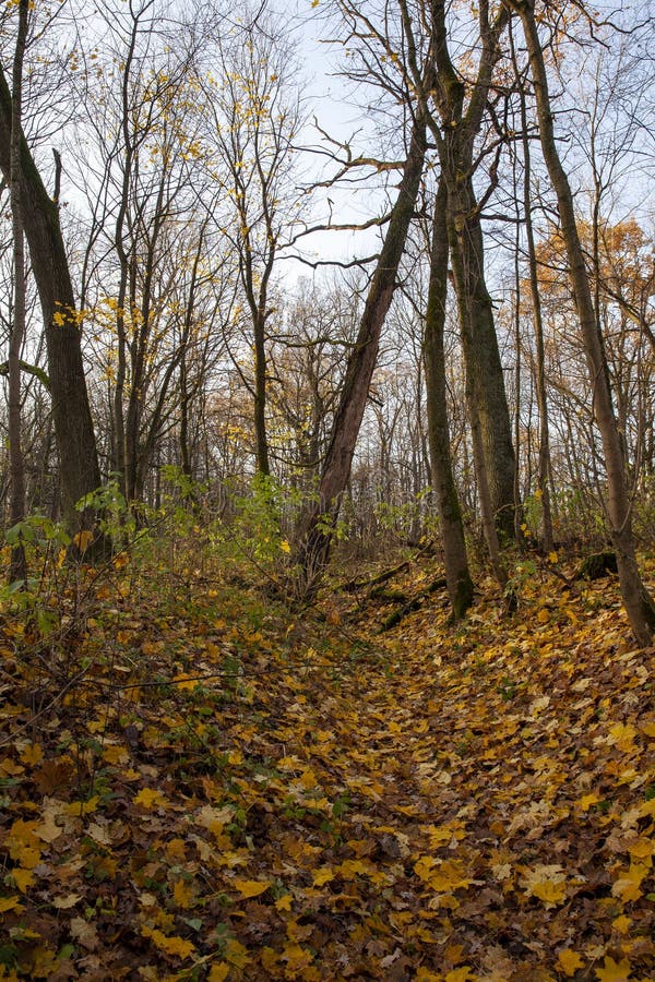 Changes in Nature during the Autumn Season Stock Photo - Image of ...