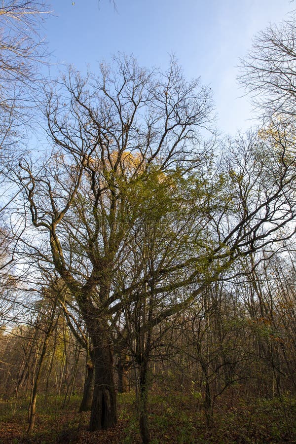 Changes in Nature during the Autumn Season Stock Photo - Image of ...