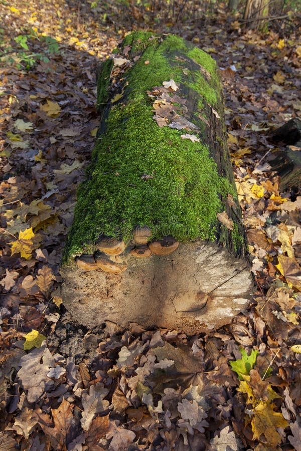 Changes in Nature during the Autumn Season Stock Image - Image of ...