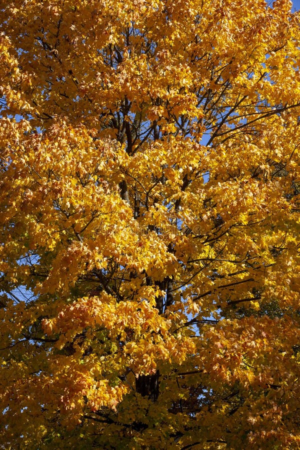 Changes in Nature during the Autumn Season Stock Image - Image of ...