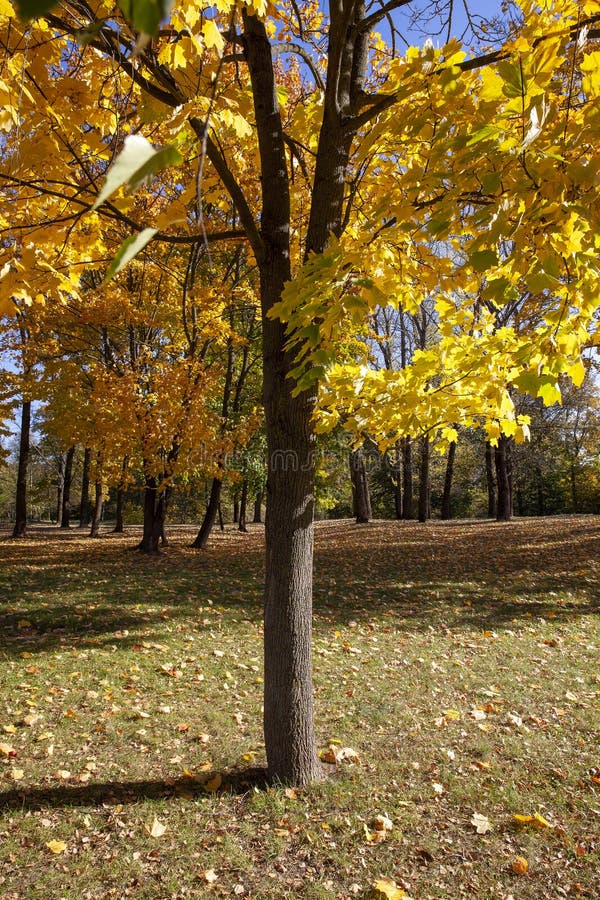 Changes in Nature during the Autumn Season Stock Photo - Image of ...