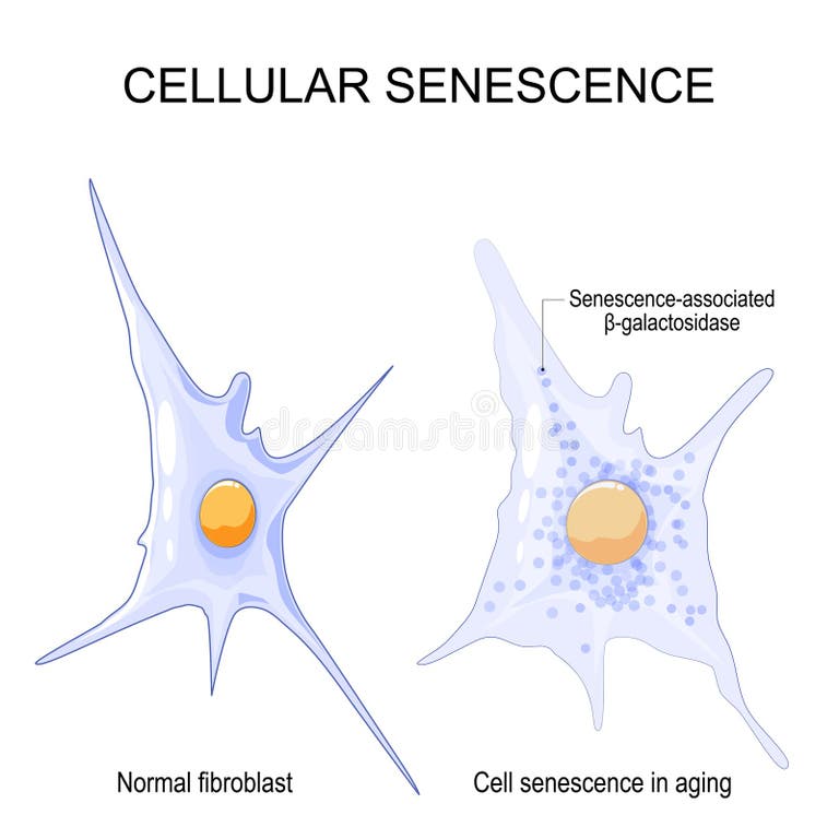 Cellular Senescence Stock Illustrations – 21 Cellular Senescence Stock ...