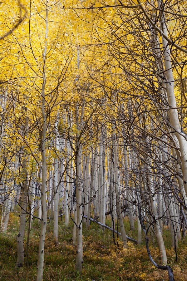 Changing Aspens stock photo. Image of changing, seasons - 42403816