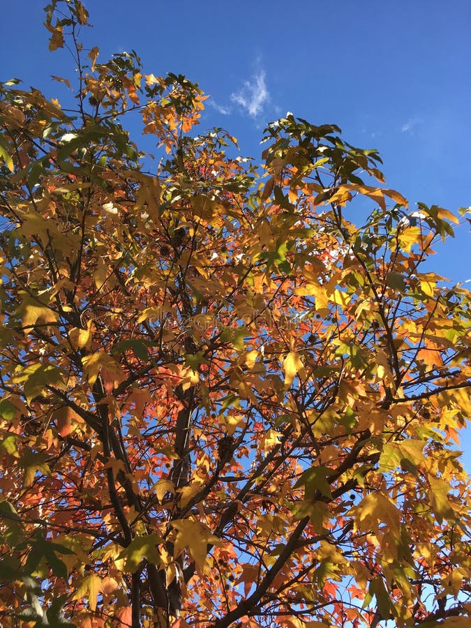 The Changing Colors of Fall Foliage Stock Photo - Image of golden ...