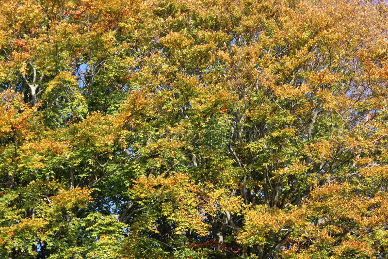 Changing Colors on Trees in Early Fall Stock Image - Image of golden ...