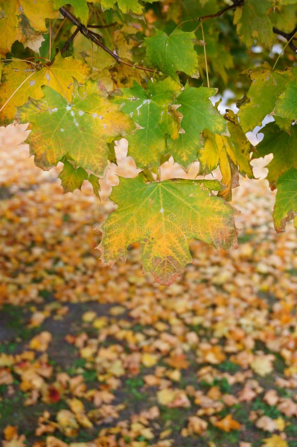Changing leaves stock photo. Image of green, autumn, nature - 36696698