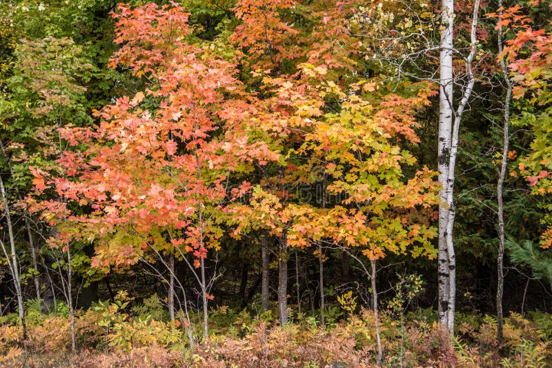 Changing Leaves in Northern Michigan Stock Image - Image of yellow ...