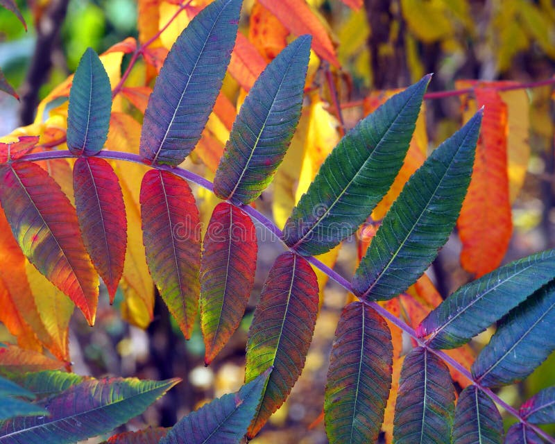 Changing Leaves stock photo. Image of plant, leaves, season - 80829042