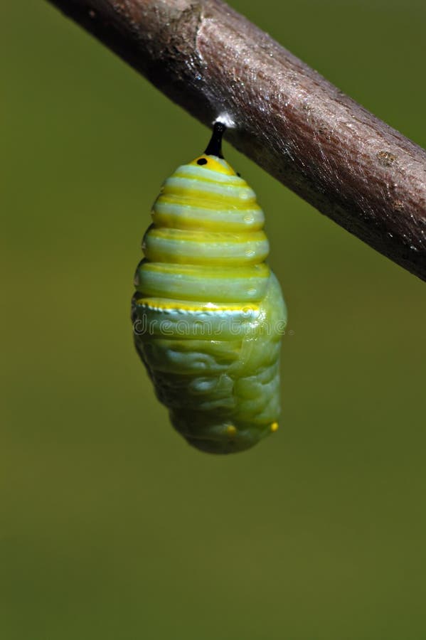 Changing Monarch Caterpillar Stock Photo - Image of cycle, metamorphis ...