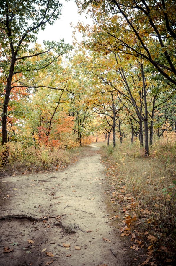 Changing Path stock image. Image of path, nature, woods - 27024607