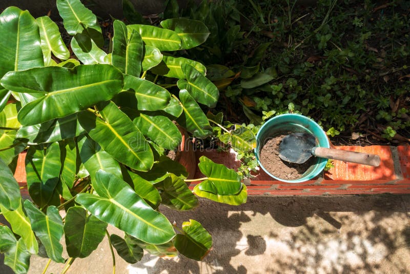 Changing Sand from a Plant. Home Gardening Concept Stock Image - Image ...