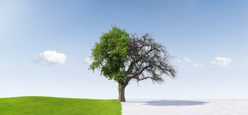 Tree changing seasons stock photo. Image of ground, leaves - 8855462