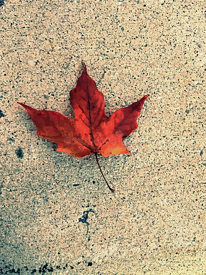 Changing Seasons stock photo. Image of sign, seasons - 78763942