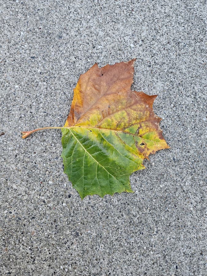Changing of Seasons Shown in One Leaf on the Ground during Fall Foliage ...