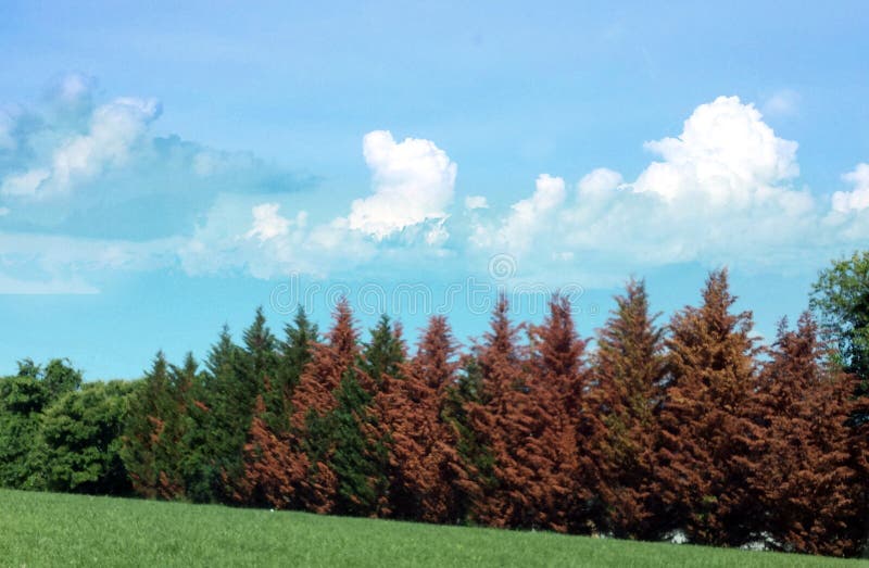 Changing Seasons stock image. Image of seasons, contrast - 79542479