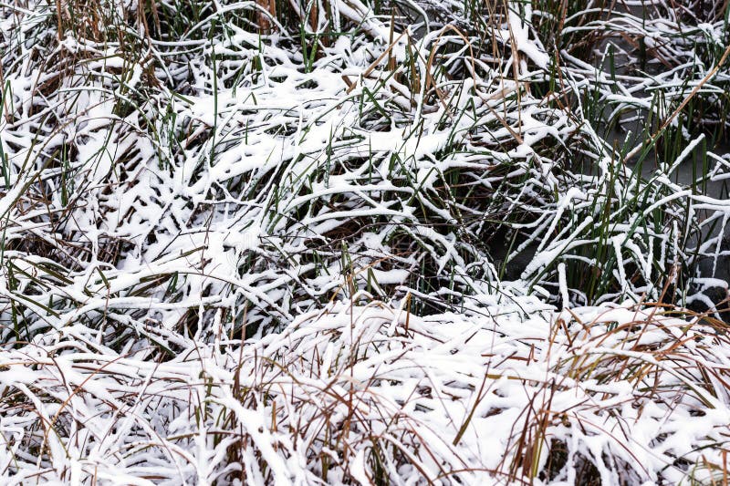 Changing Weather Patterns. the Grass is Covered with the First Snow ...