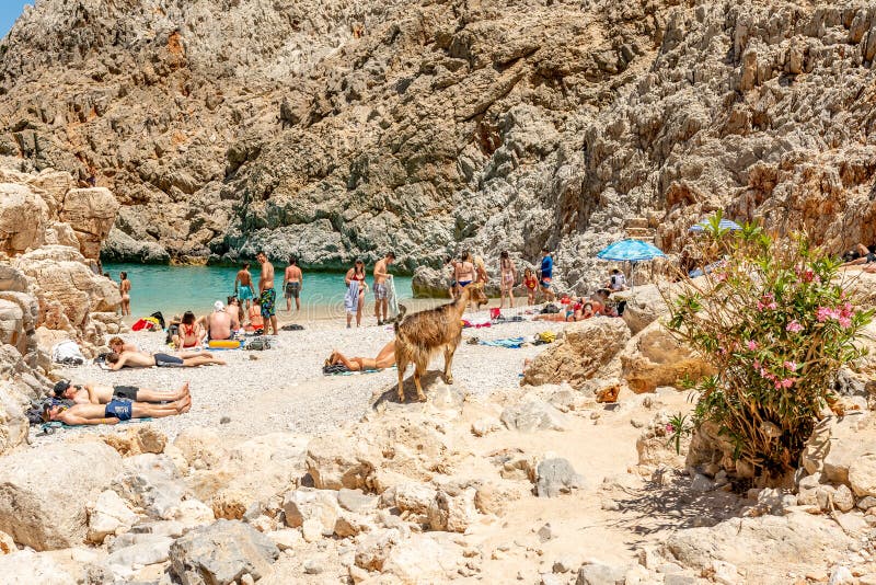 Goat on the Beach with People Editorial Photo - Image of beautiful ...