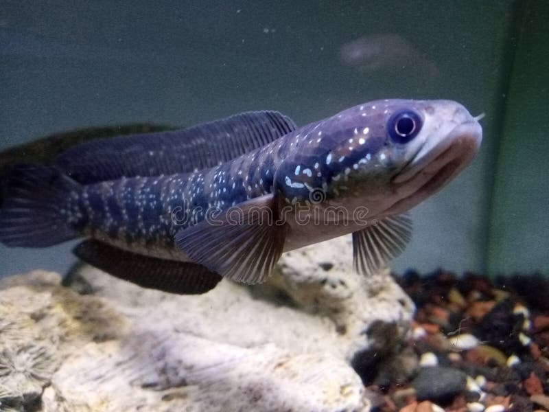 Channa asiatica white spot stock photo. Image of fish - 262288236