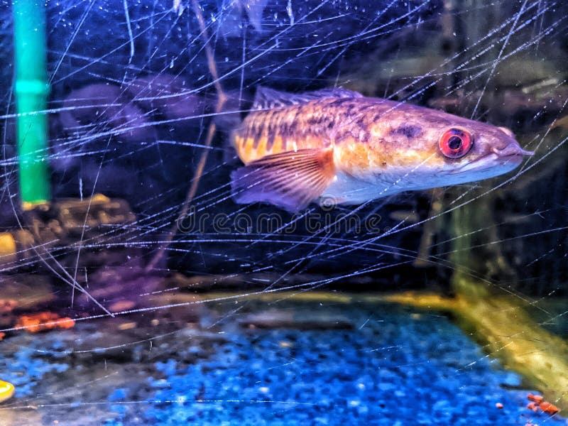 Channa Auranti Fish is a Very Beautiful Freshwater Fish, a Predator ...