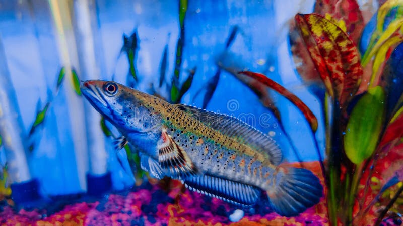 Channa pulchra stock photo. Image of blue, myanmar, channa - 202647964