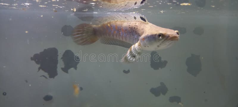 Channa blue pulchra stock photo. Image of ikangabus - 263209442