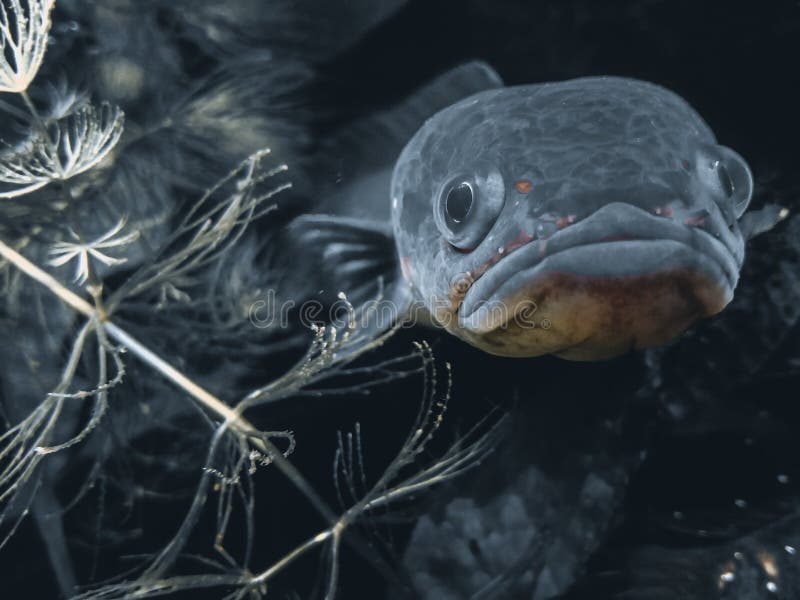 Channa Fish / Predatory Asiatica Snakehead Fish from China Stock Photo ...