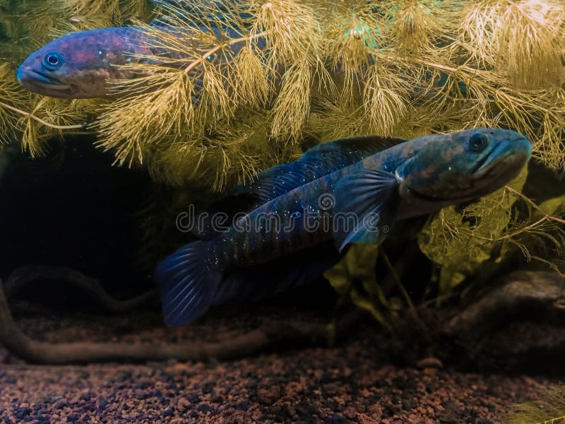 Channa Fish Snackhead / Predatory Asiatica Snakehead Fish from China ...