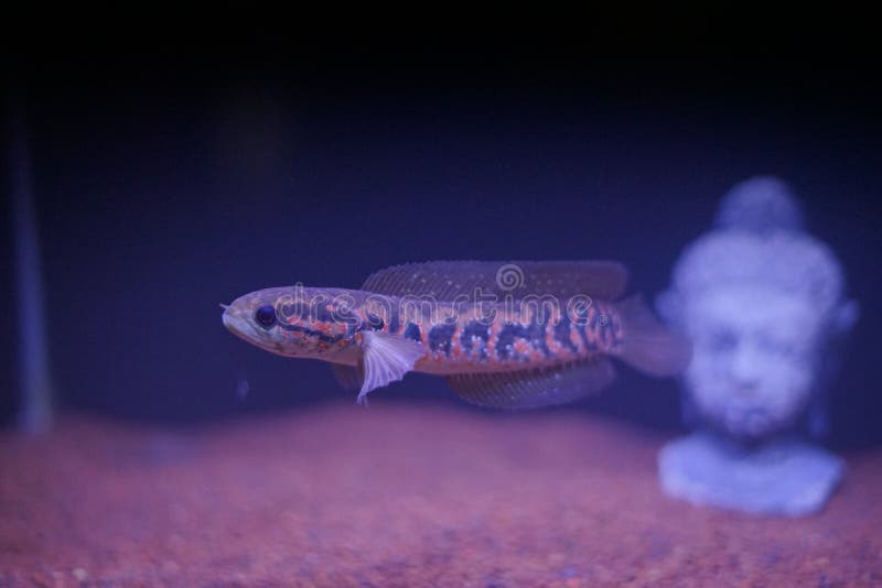 Channa fish stock image. Image of fish, species, channa - 264180557