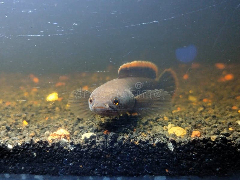 Channa Limbata Stock Photos - Free & Royalty-Free Stock Photos from ...