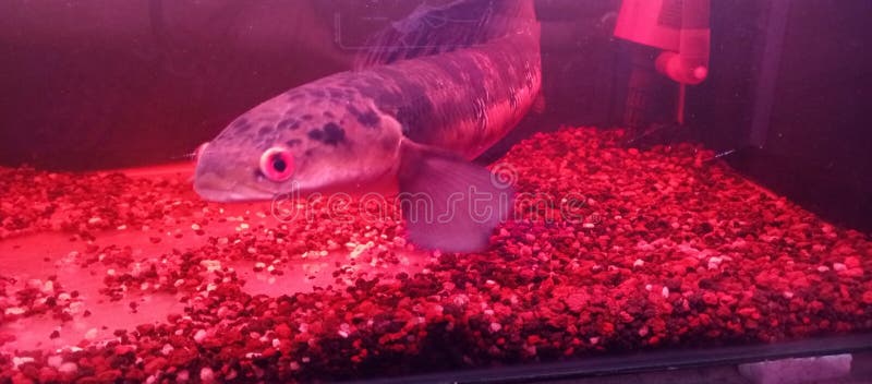 Channa Maru is a Fish Native To Indonesia Stock Photo - Image of maru ...