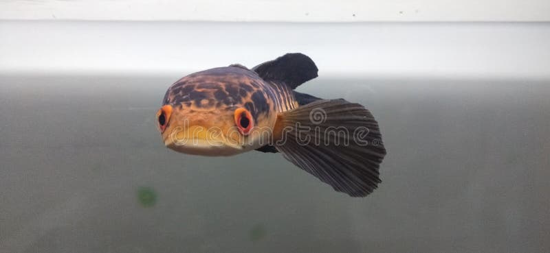 Channa Marulius Bullseye Snakehead Stock Photo - Image of black ...