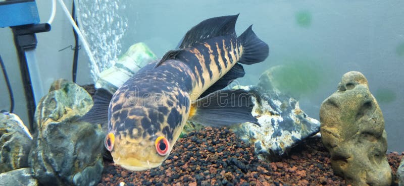 Channa marulius stock photo. Image of aquatic, delicious - 233033520