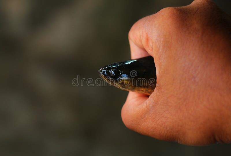 Channa Marulius Fish in Hand Snakehead Murrel Fish in Hand Hd Stock ...