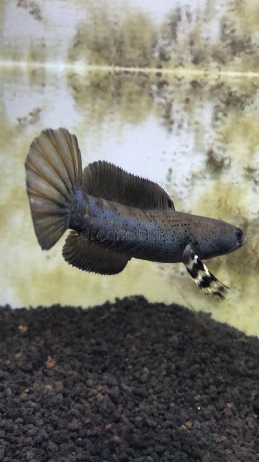 Channa pulchra stock photo. Image of blue, myanmar, channa - 202647964