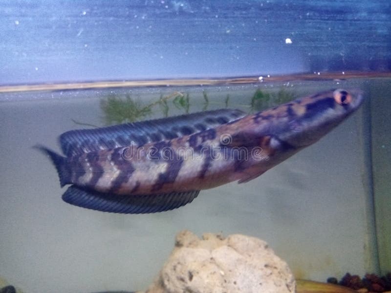 Channa red matulioides stock photo. Image of food, organism - 262288208