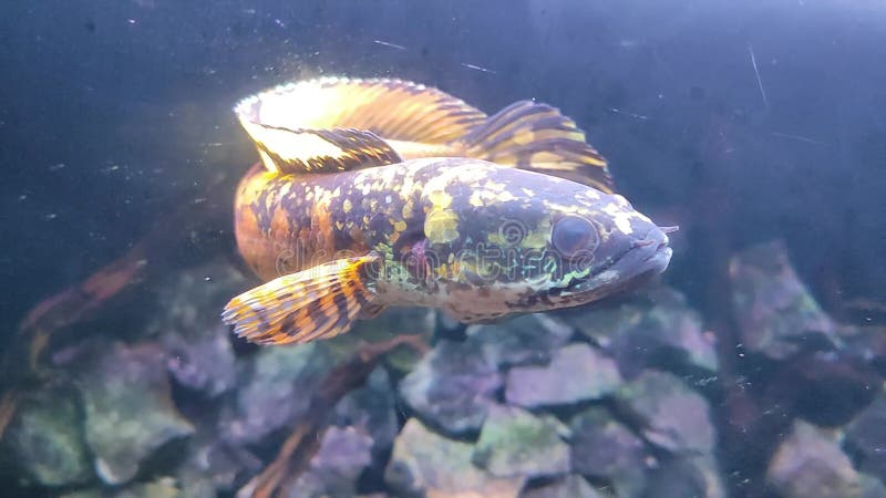 Channa Snakehead Fish in Aquarium Stock Video - Video of fishing ...