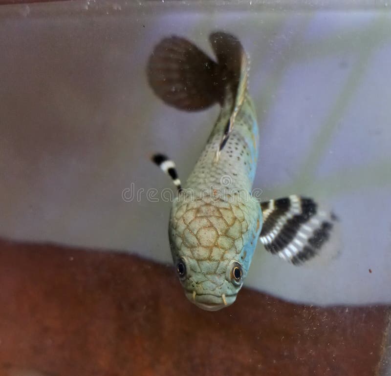 Local Snakehead Fish Channa Stock Image - Image of snake, channa: 271837775