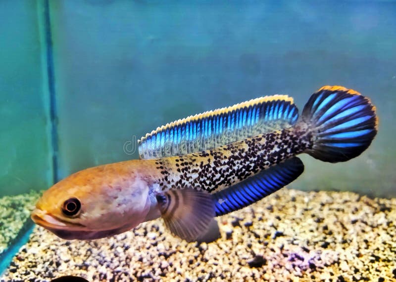 Channa Stewartii with Double Rim and Full Dots Stock Image - Image of ...