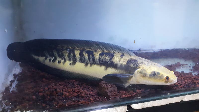 653 Channa Fish Stock Photos - Free & Royalty-Free Stock Photos from ...