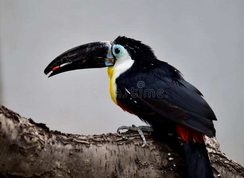 Channel-billed toucan stock photo. Image of illustrations - 60090872