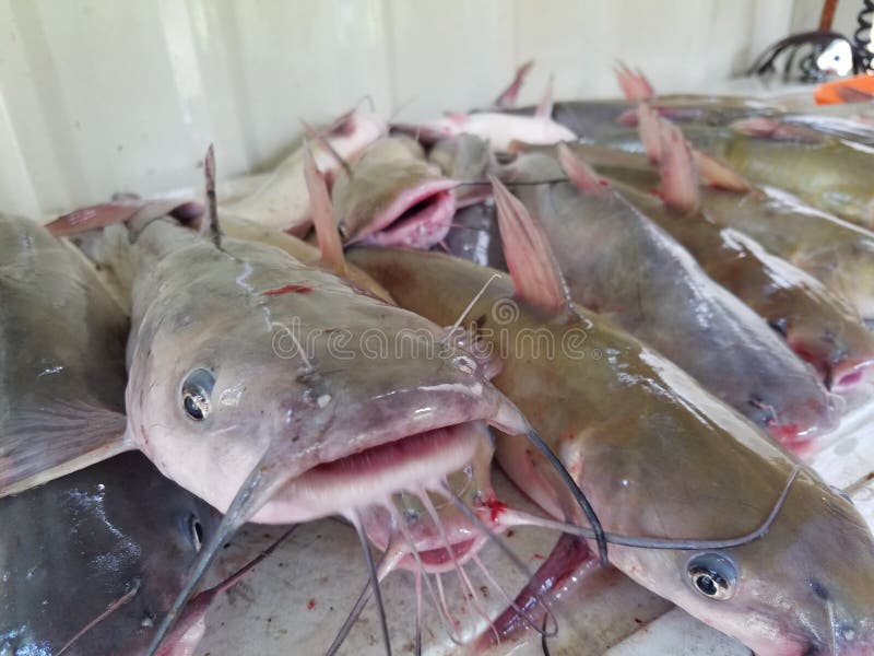 Channel Cat , Catch of the Day, Catfish on Table Stock Photo - Image of ...