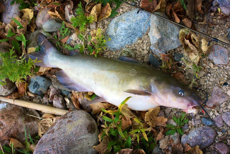 Channel Catfish stock photo. Image of freshwater, catfish - 21523376