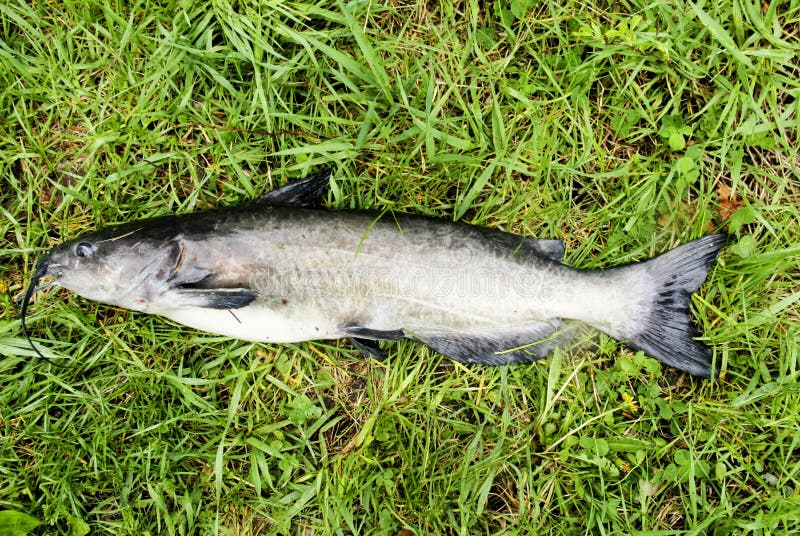 189 Channel Catfish Stock Photos - Free & Royalty-Free Stock Photos ...