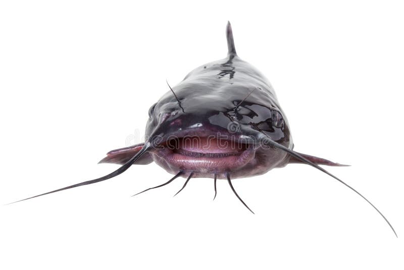 Mouth catfish stock photo. Image of marine, monster, freshwater - 33466134