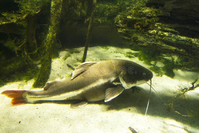 Channel Catfish stock image. Image of fish, catfish, river - 38618841