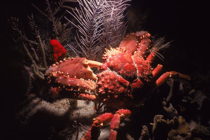 Channel Clinging Crab, Roatan, Honduras Stock Photo - Image of diving ...