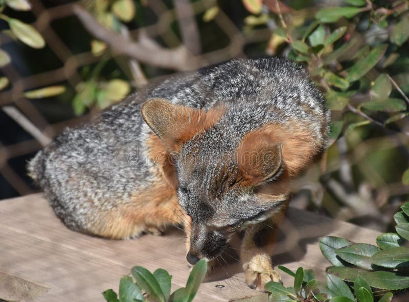 Channel Island Fox Getting Up on a Platform Stock Photo - Image of ...
