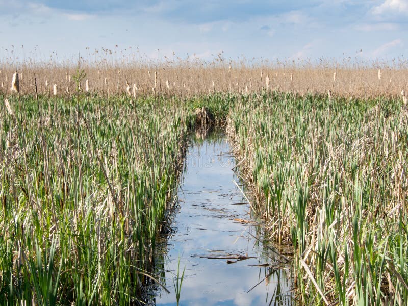 Channel through reeds stock image. Image of water, marsh - 53765679