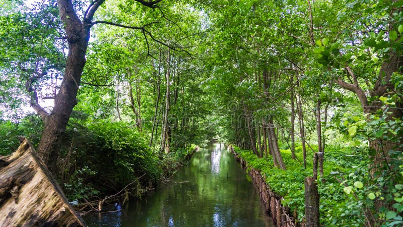 Channel Surrounded by Trees Stock Image - Image of channel, reflection ...