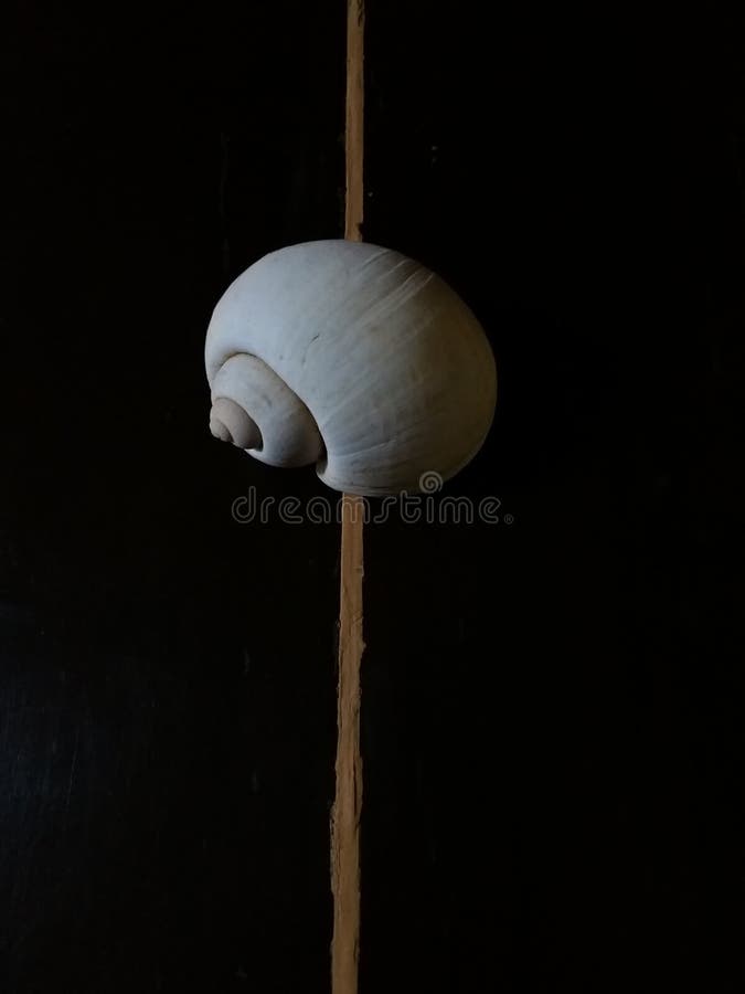 203 Snail Shell Textures Stock Photos - Free & Royalty-Free Stock ...
